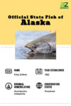 Discover the Official State Fish of Alaska - A-Z Animals