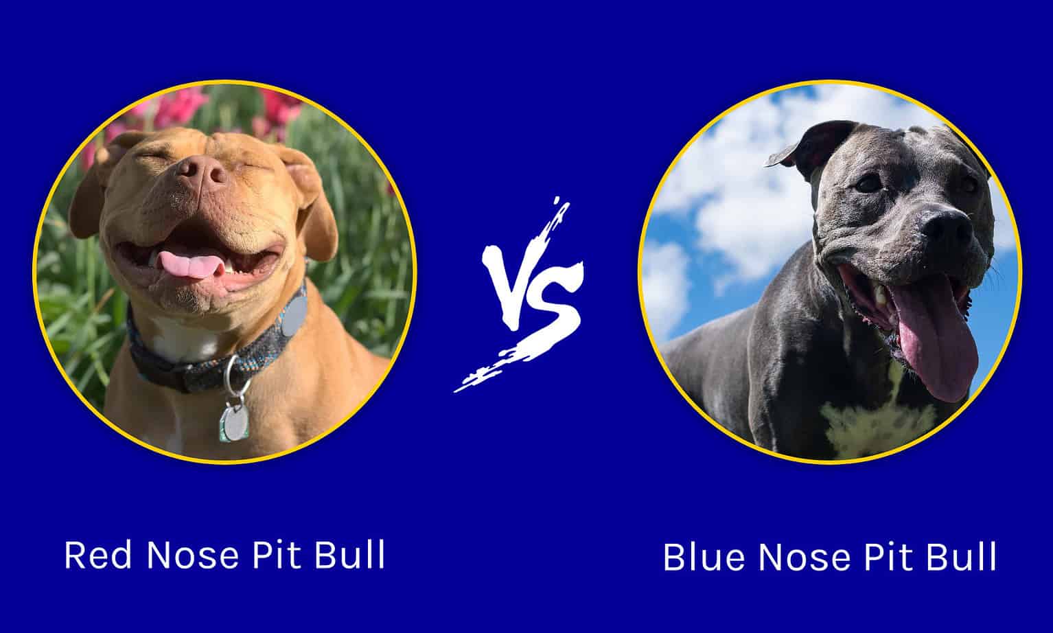 Red Nose vs. Blue Nose Pit Bull: Pictures And Key Differences - A-Z Animals