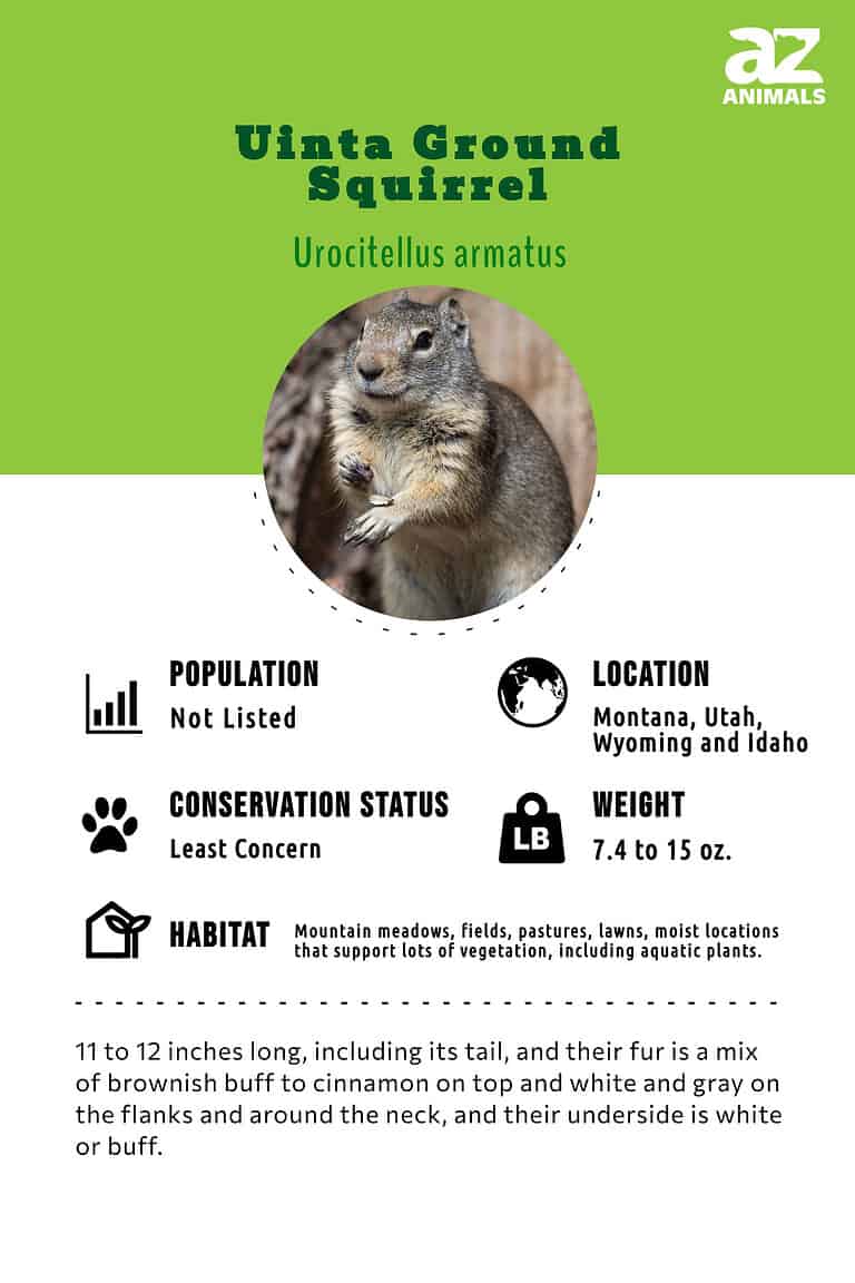 Uinta Ground Squirrel Animal Facts - Urocitellus armatus - A-Z Animals