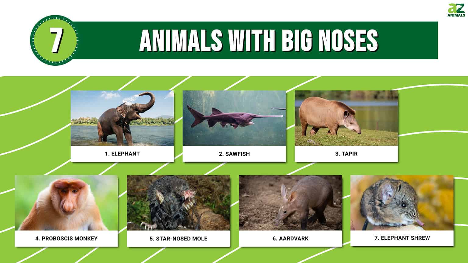 How Well Can Humans Smell Compared to Other Animals? - A-Z Animals