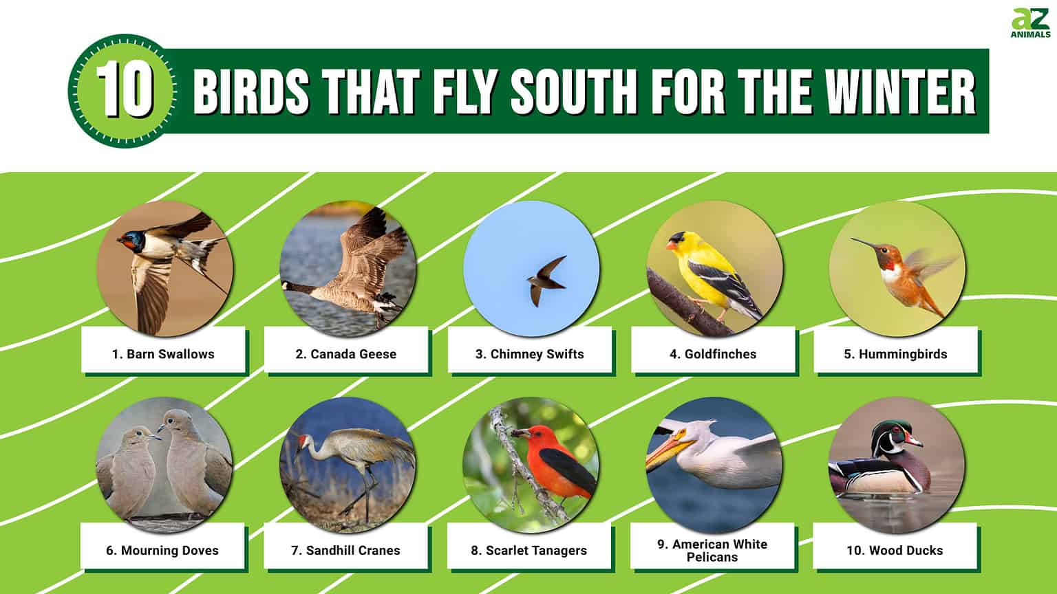 Discover 10 Birds That Fly South For The Winter (And 5 That Don't) - A ...