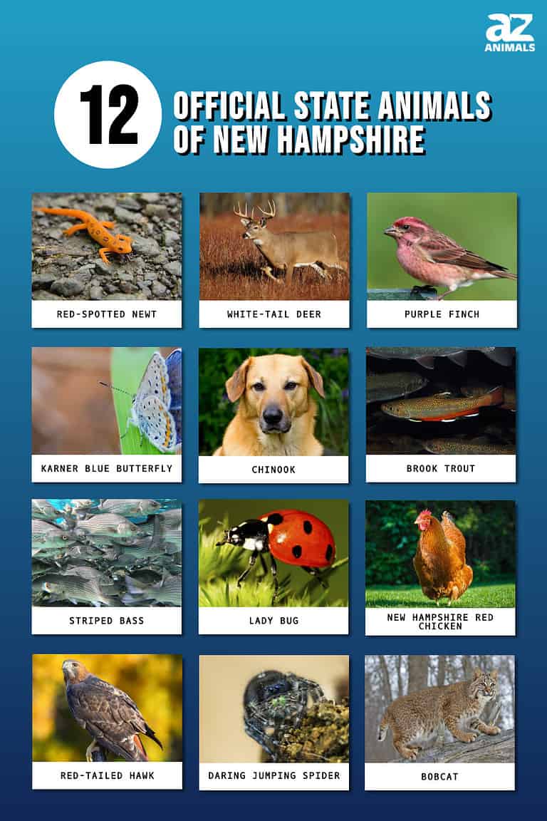 Discover the 12 Official State Animals of New Hampshire - A-Z Animals
