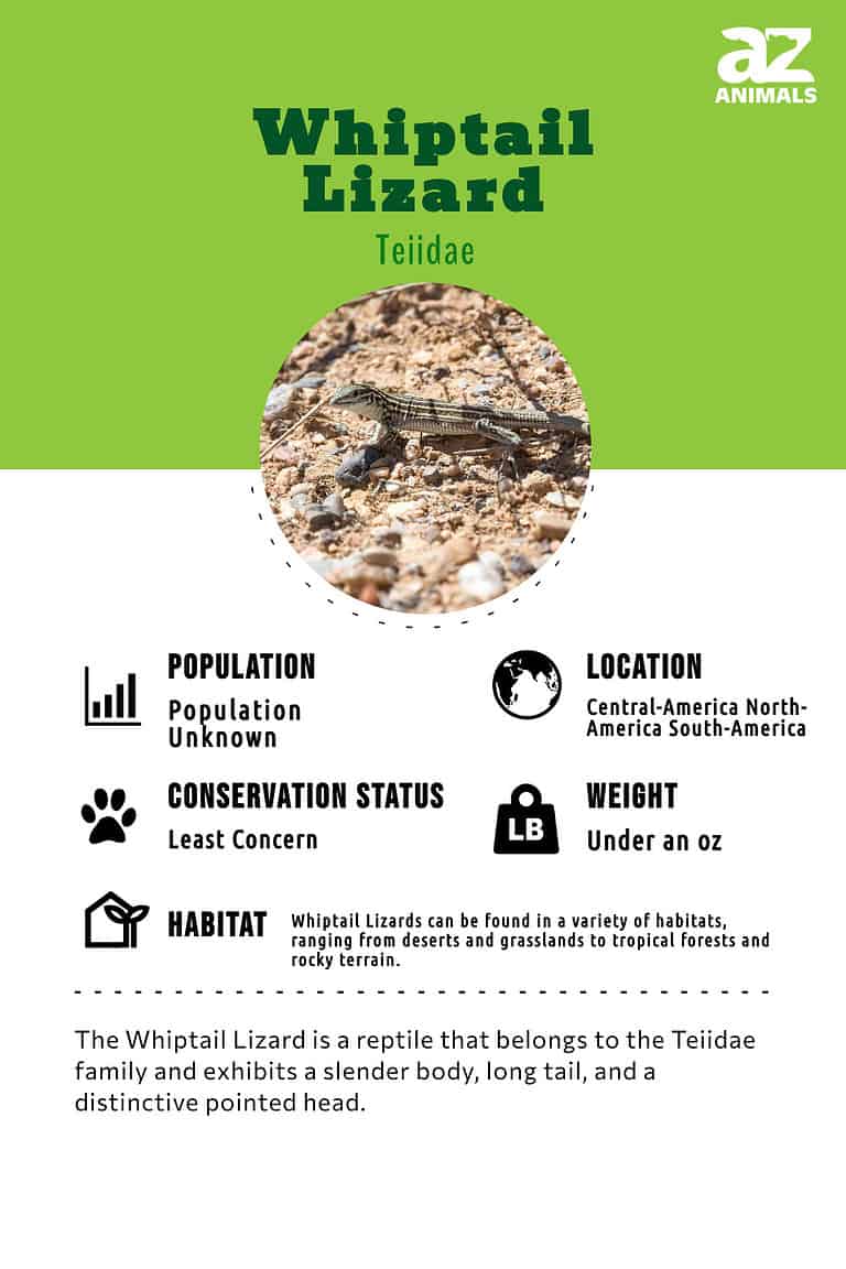 Whiptail Lizard Animal Facts - A-Z Animals