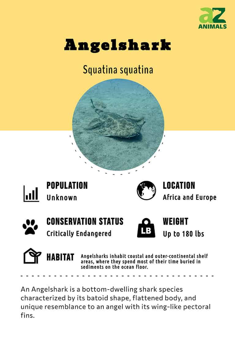 Angelshark Fish Facts - Squatina squatina - A-Z Animals
