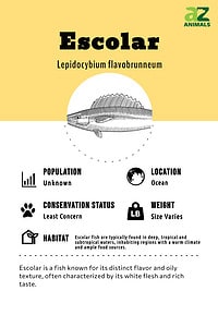 Escolar Fish Facts - Lepidocybium flavobrunneum - A-Z Animals