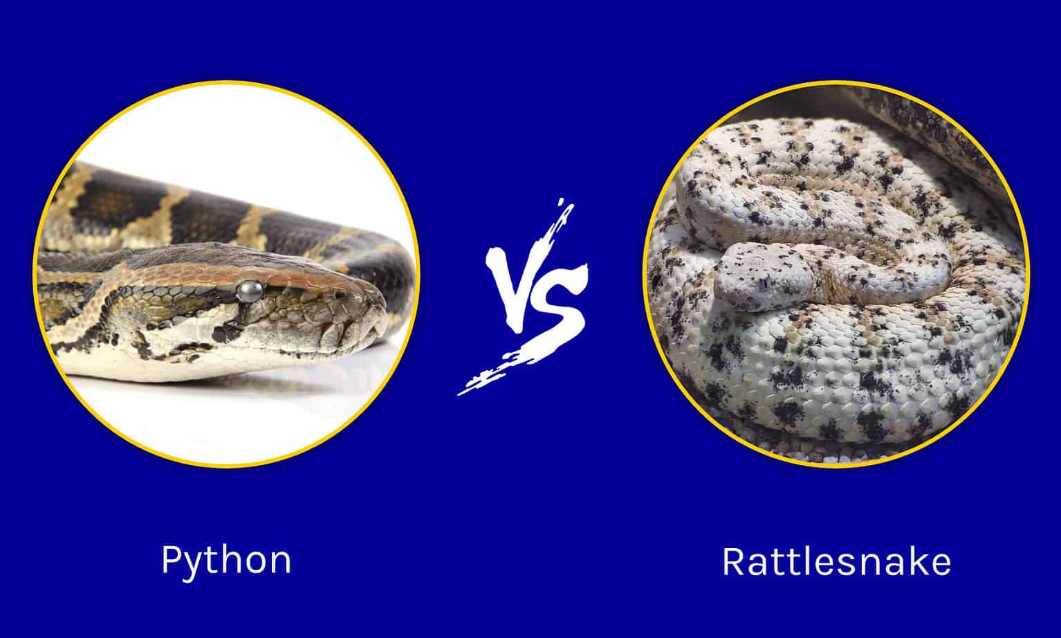 Python vs Rattlesnake: Which Deadly Snake Would Win in a Fight? - A-Z ...