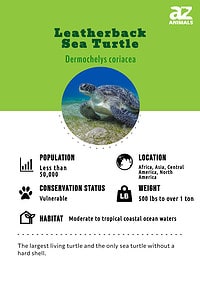 Leatherback Sea Turtle Animal Facts - Dermochelys coriacea - A-Z Animals