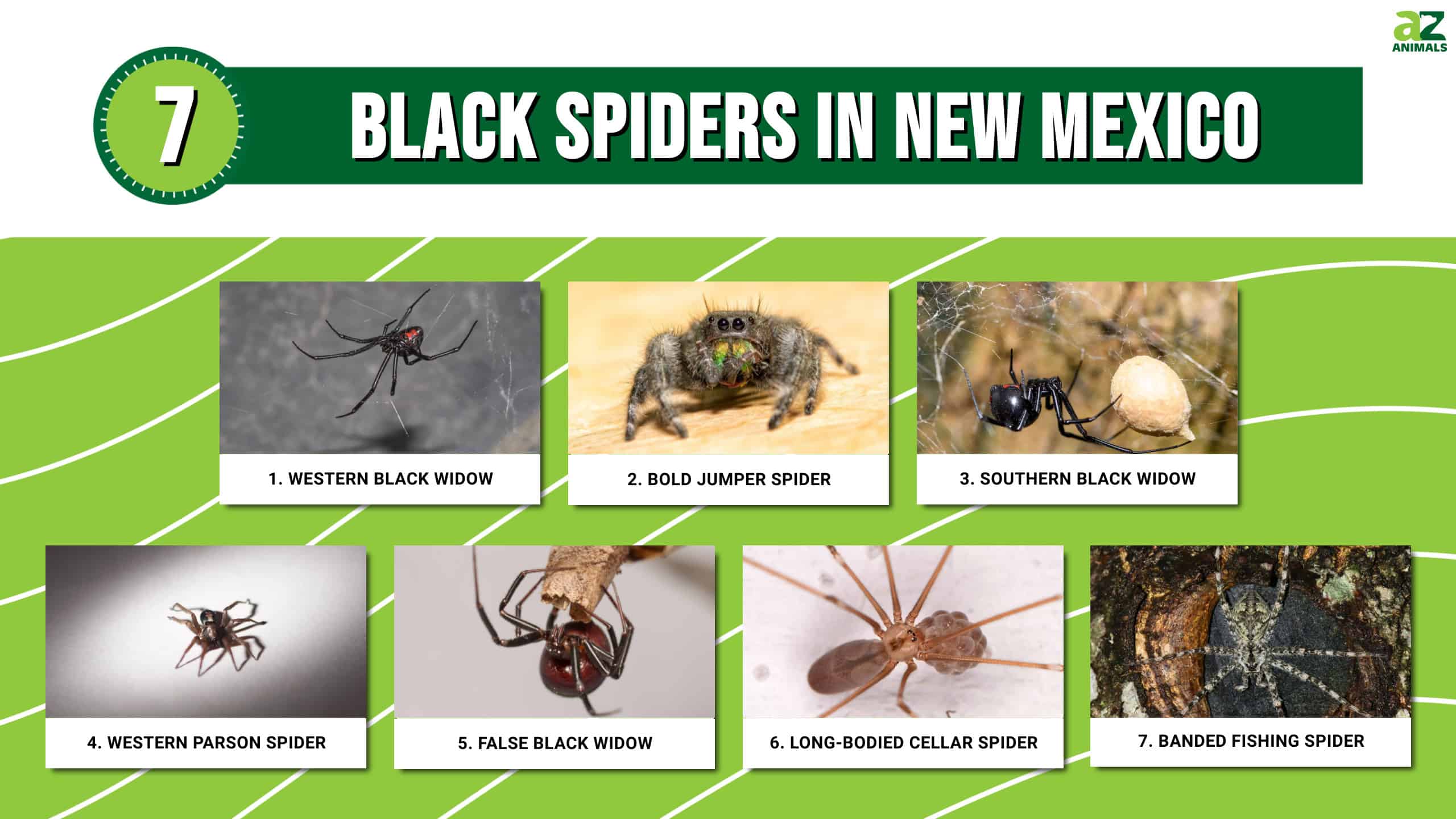 Discover 7 Black Spiders In New Mexico - A-Z Animals