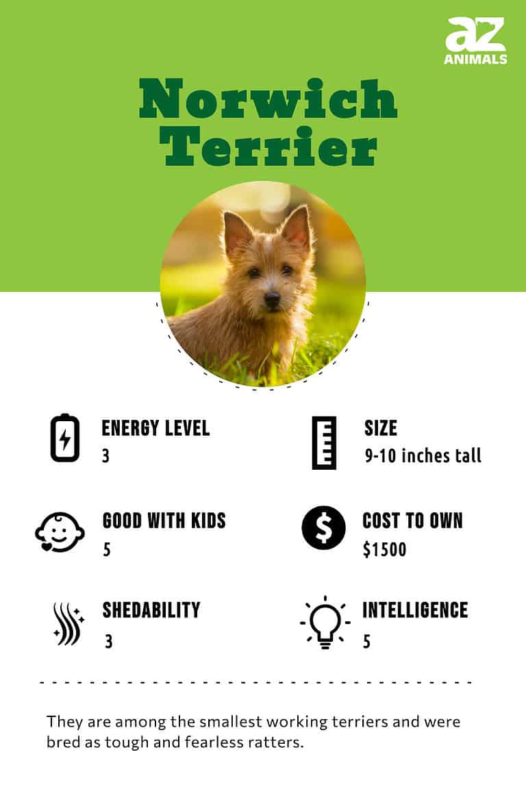 Norwich Terrier Animal Facts - Canis lupus familiaris - A-Z Animals