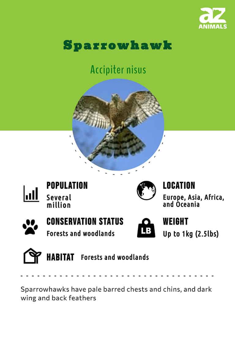 Sparrowhawk Animal Facts - Accipiter nisus - A-Z Animals