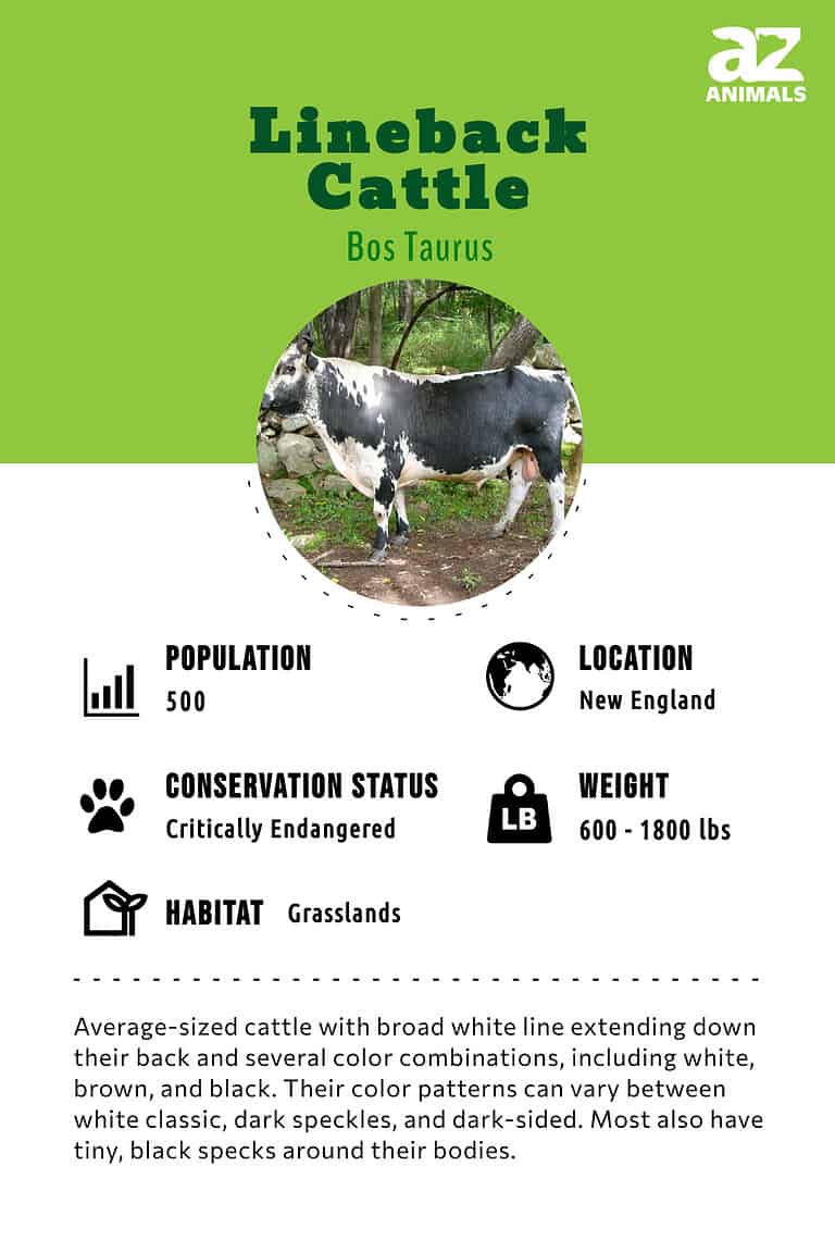 Lineback Cattle Animal Facts - Bos Taurus - A-Z Animals