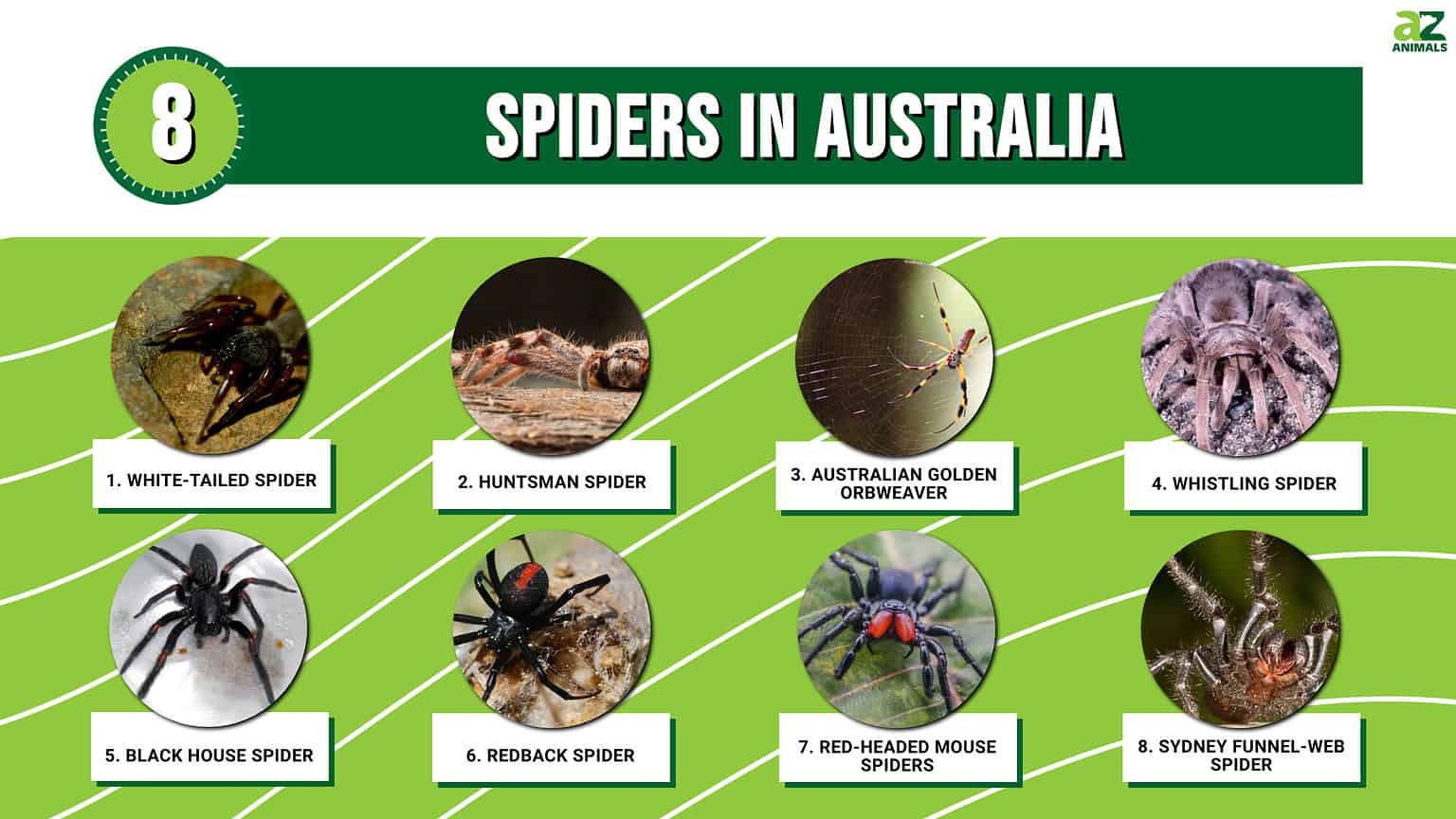 8 Spiders In Australia - A-Z Animals