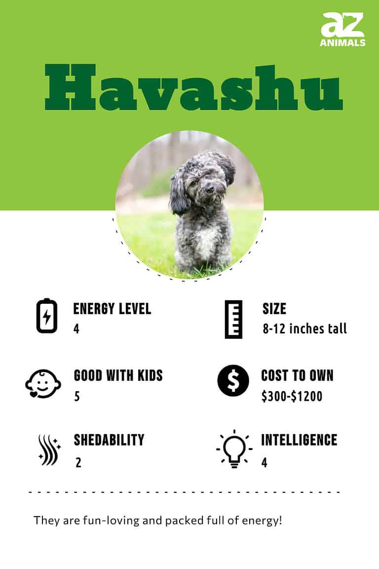 Havashu Animal Facts - Canis lupus familiaris - A-Z Animals