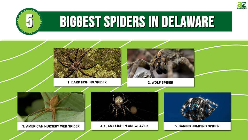 The 5 Biggest Spiders In Delaware - A-Z Animals
