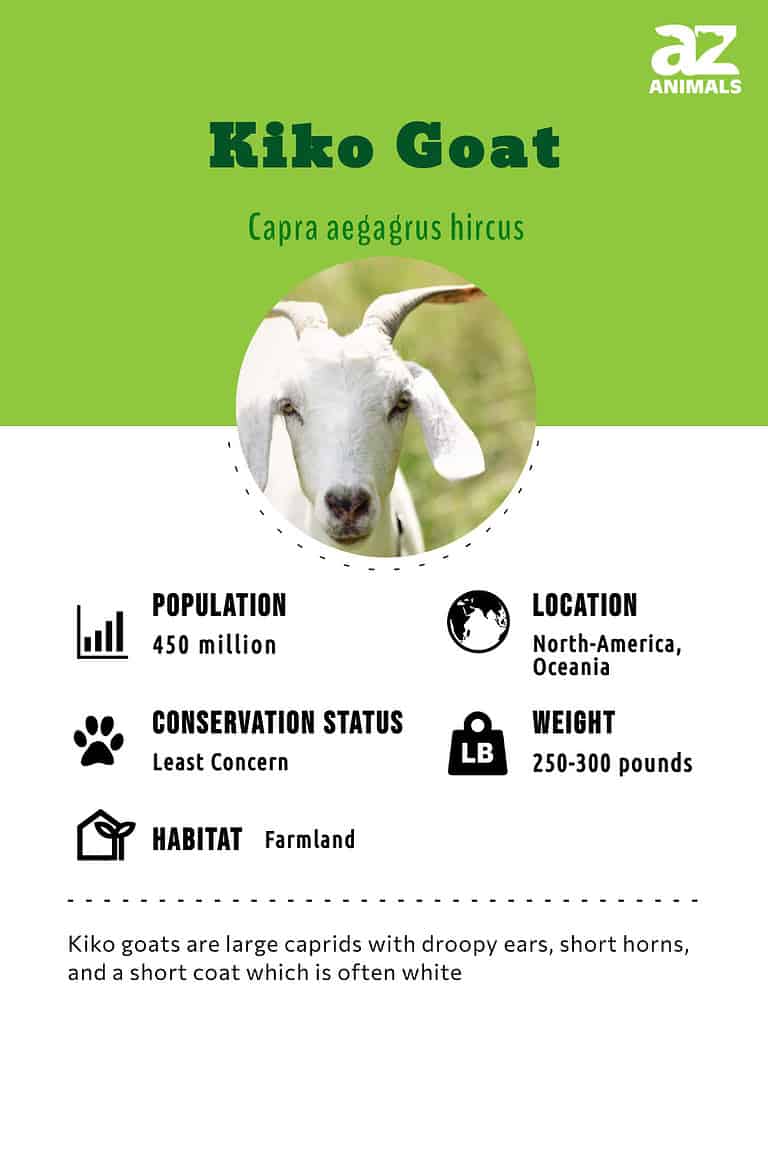 Kiko Goat Animal Facts - Capra aegagrus Hircus - A-Z Animals