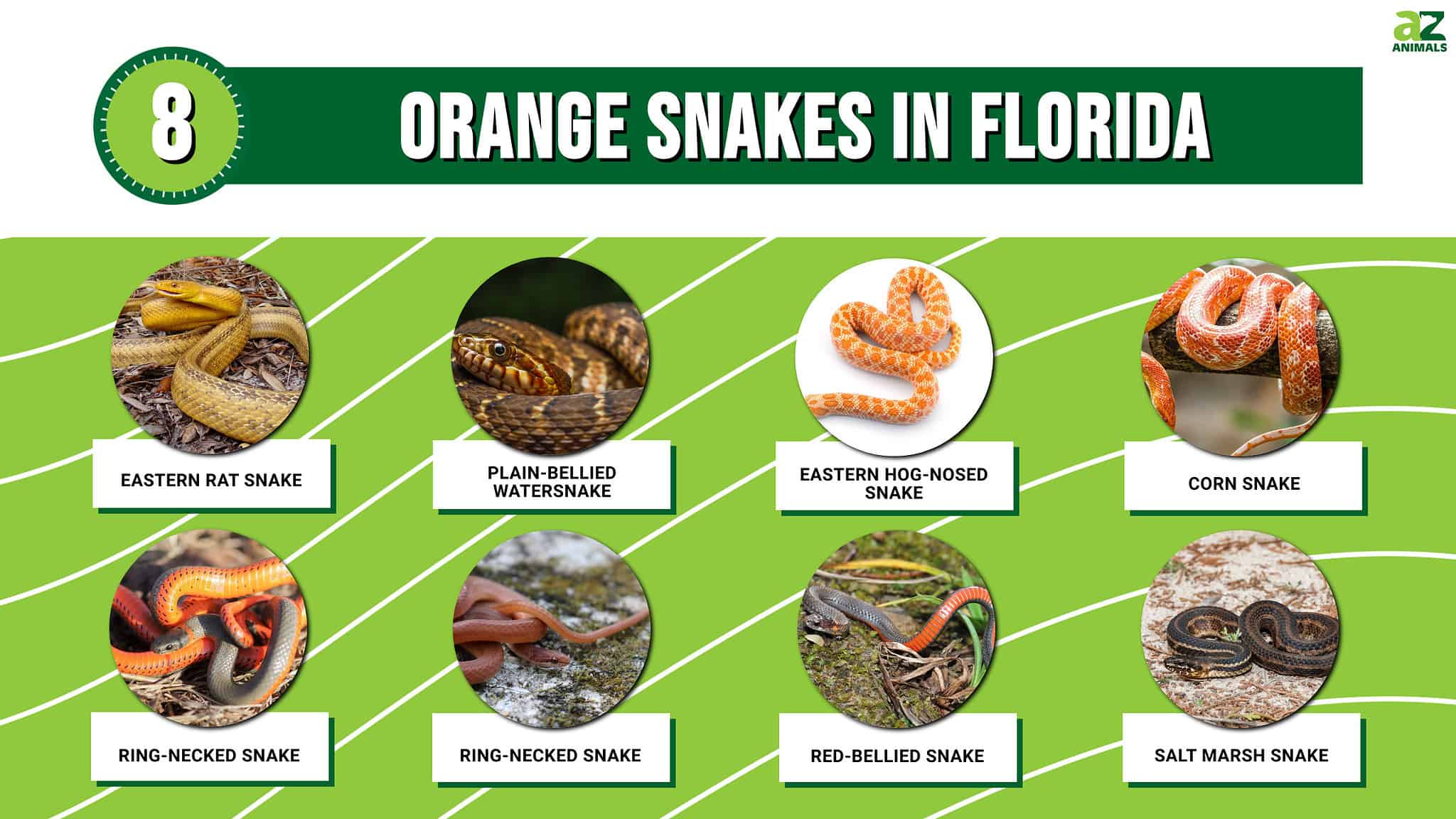 8 Orange Snakes In Florida - A-Z Animals