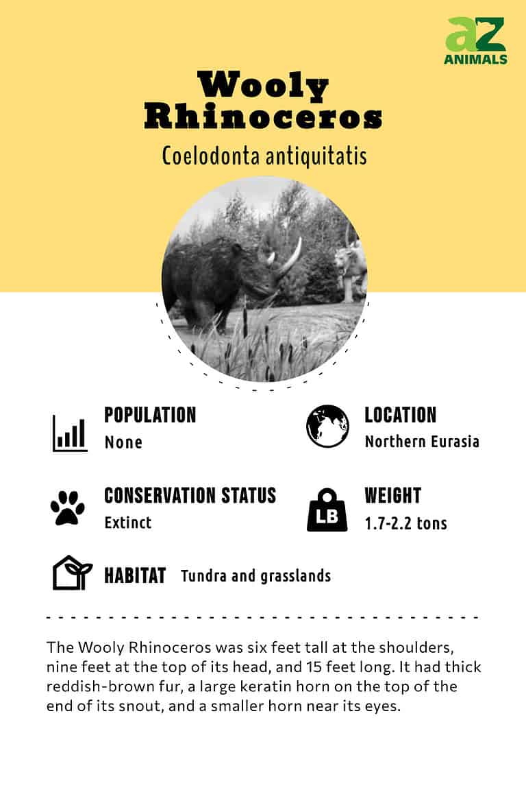 Woolly Rhinoceros Animal Facts - †Coelodonta antiquitatis - A-Z Animals
