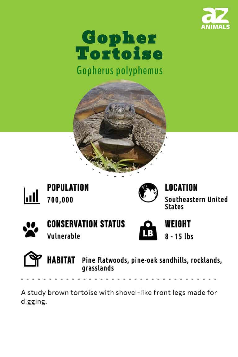 Gopher Tortoise Animal Facts - Gopherus polyphemus - A-Z Animals