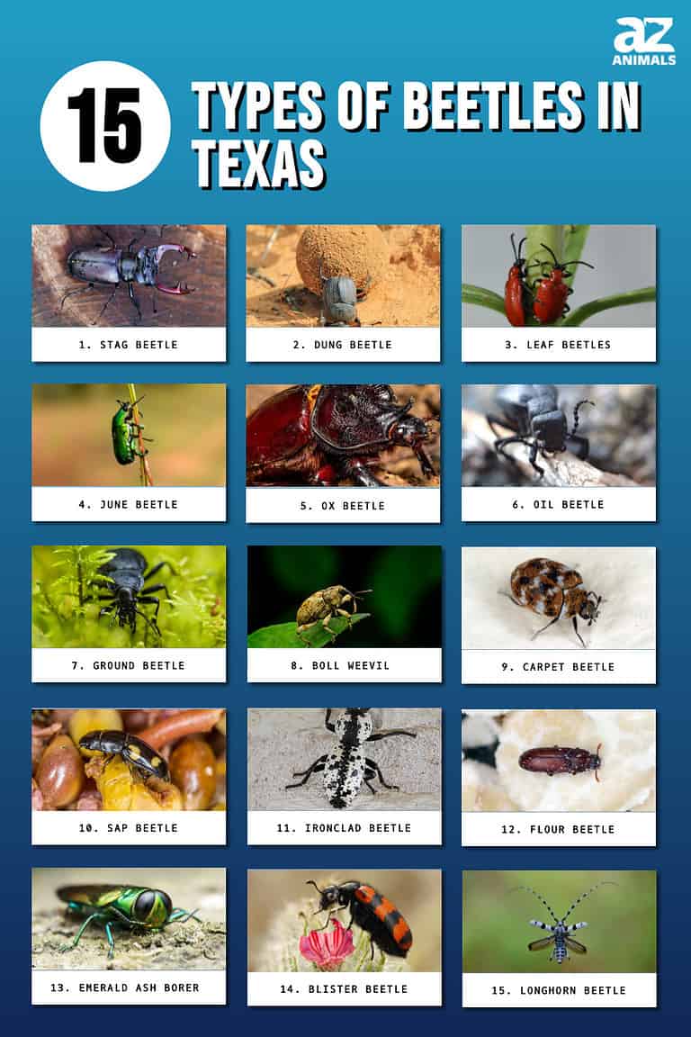 15 Types of Beetles in Texas - A-Z Animals