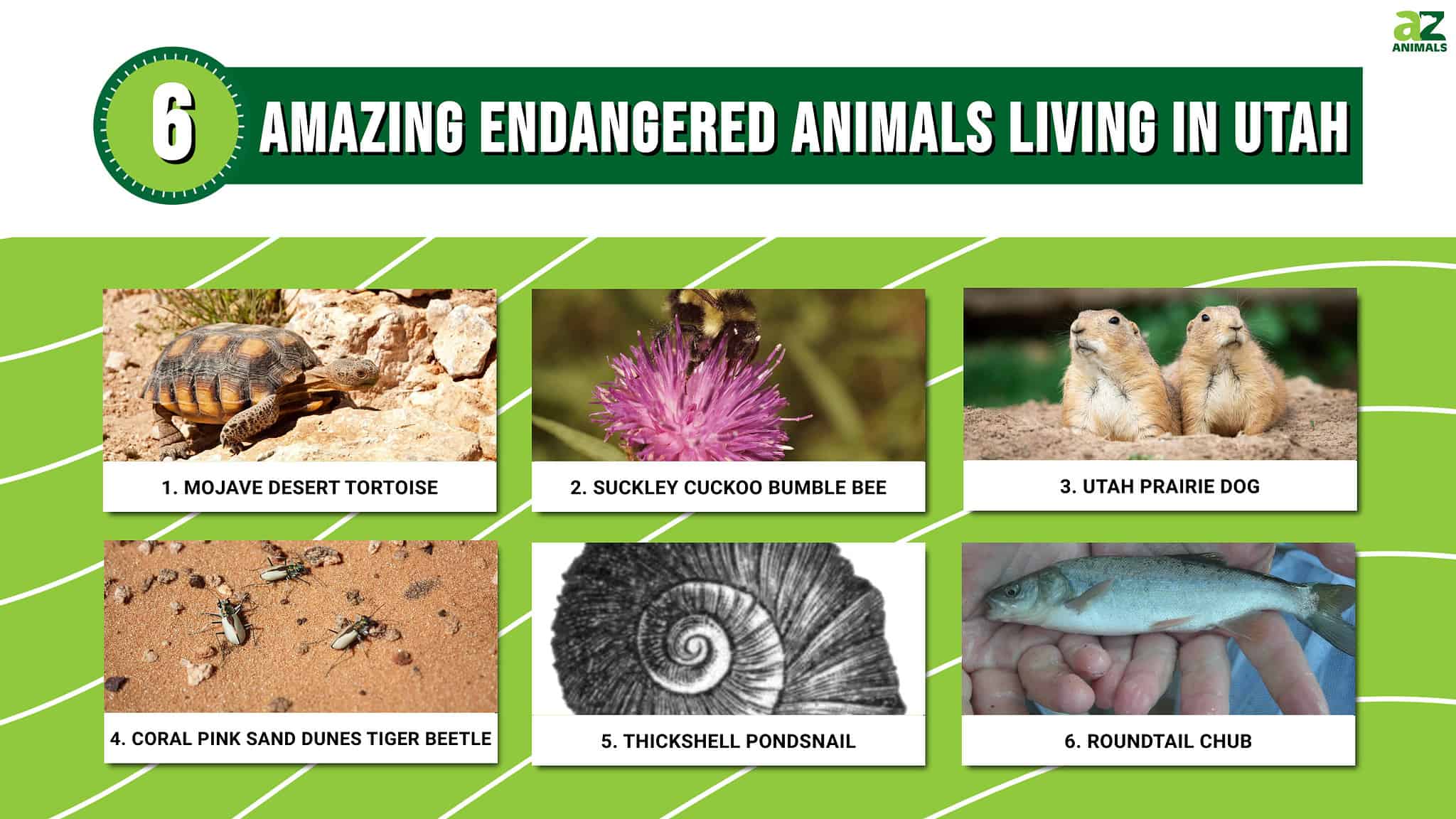 6 Amazing Animals That Are Endangered and Living In Utah - A-Z Animals