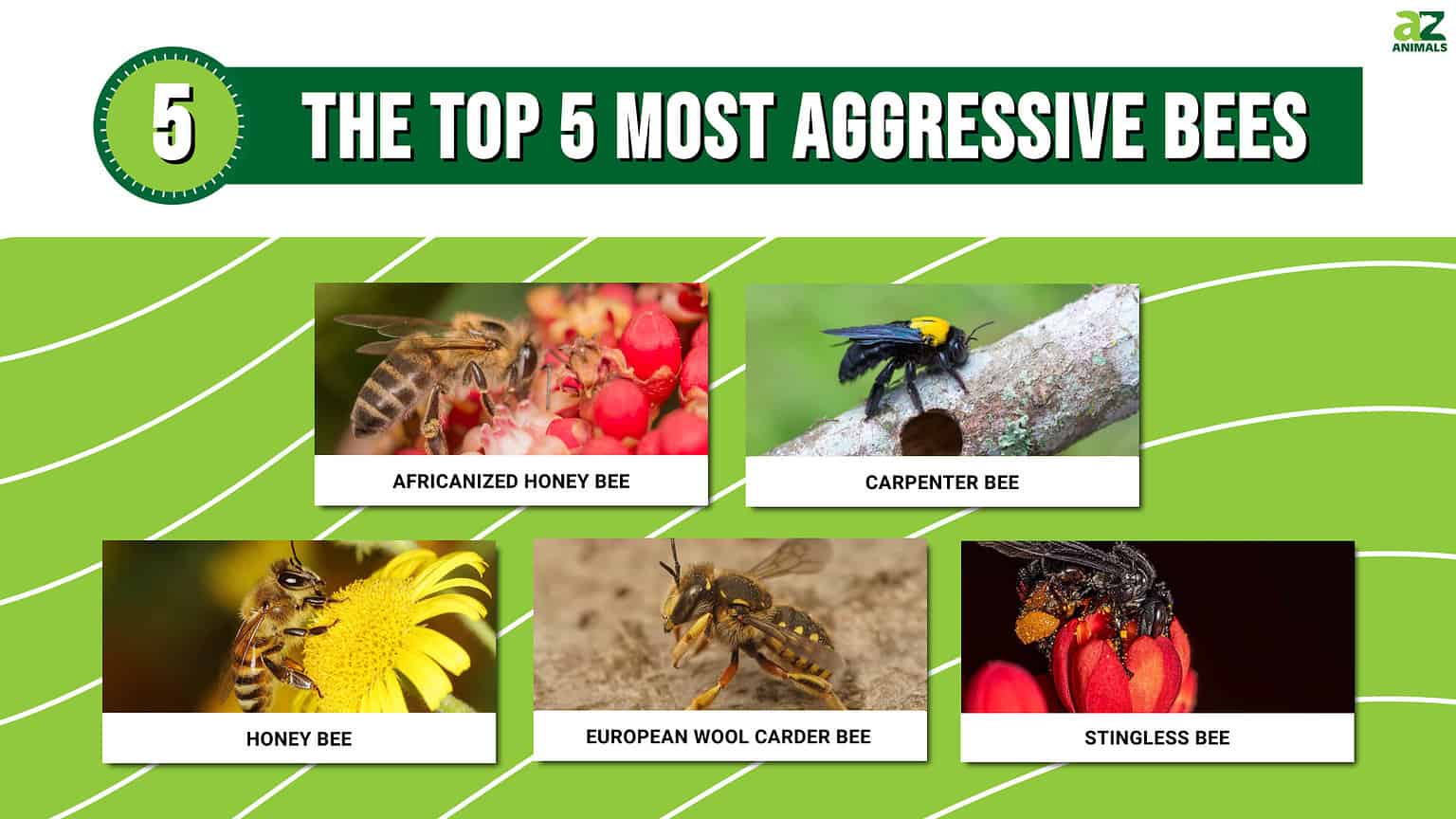 The Top 5 Most Aggressive Bees - A-Z Animals
