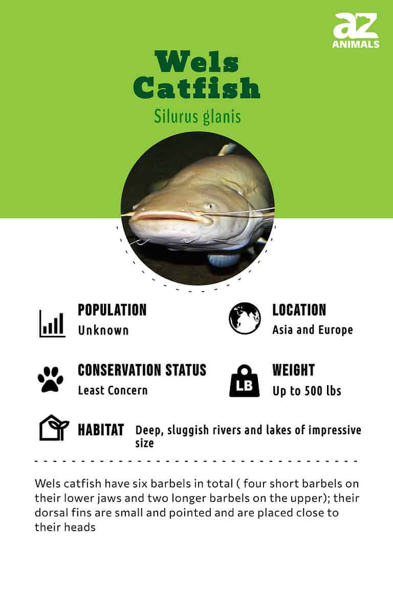 Wels Catfish Fish Facts - Silurus glanis - A-Z Animals