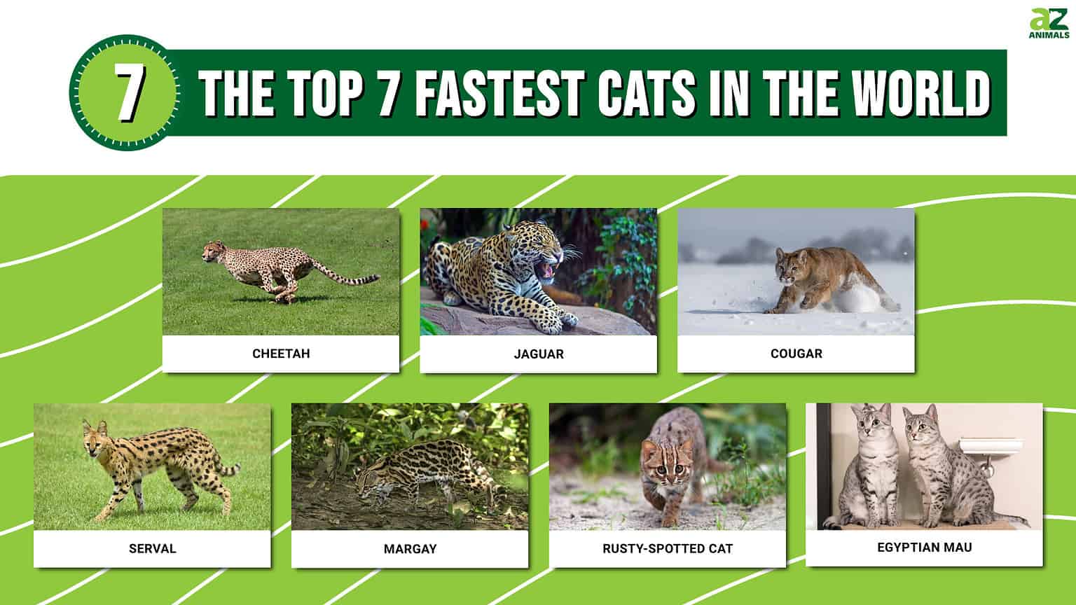 The Top 7 Fastest Cats in The World - A-Z Animals