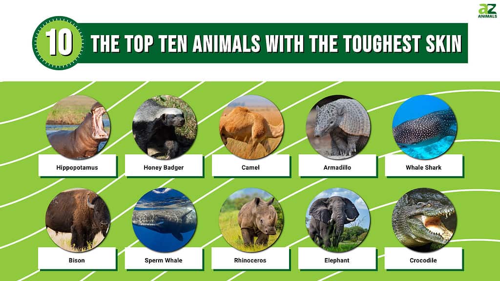 The Top Ten Animals With The Toughest Skin A Z Animals