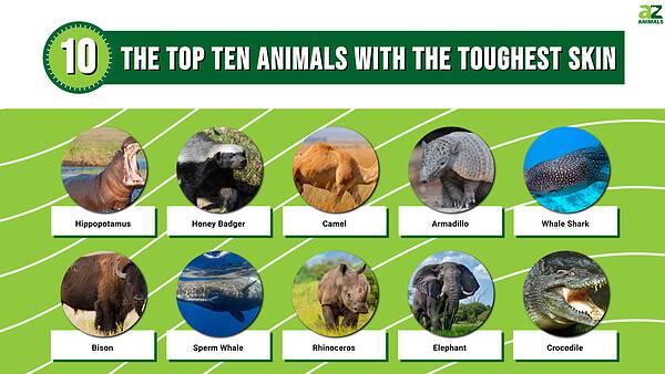 The 10 Animals With the Toughest Skin (and How It Helps Them Survive ...