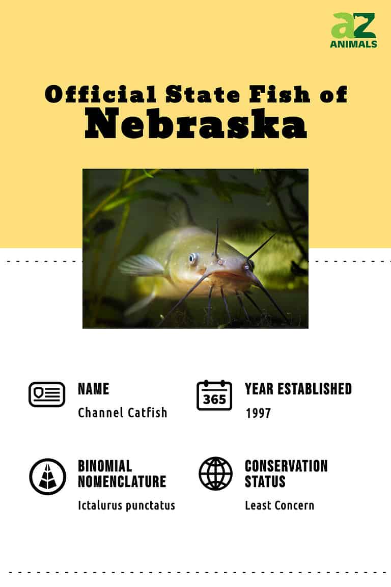 Discover the Official State Fish of Nebraska - A-Z Animals