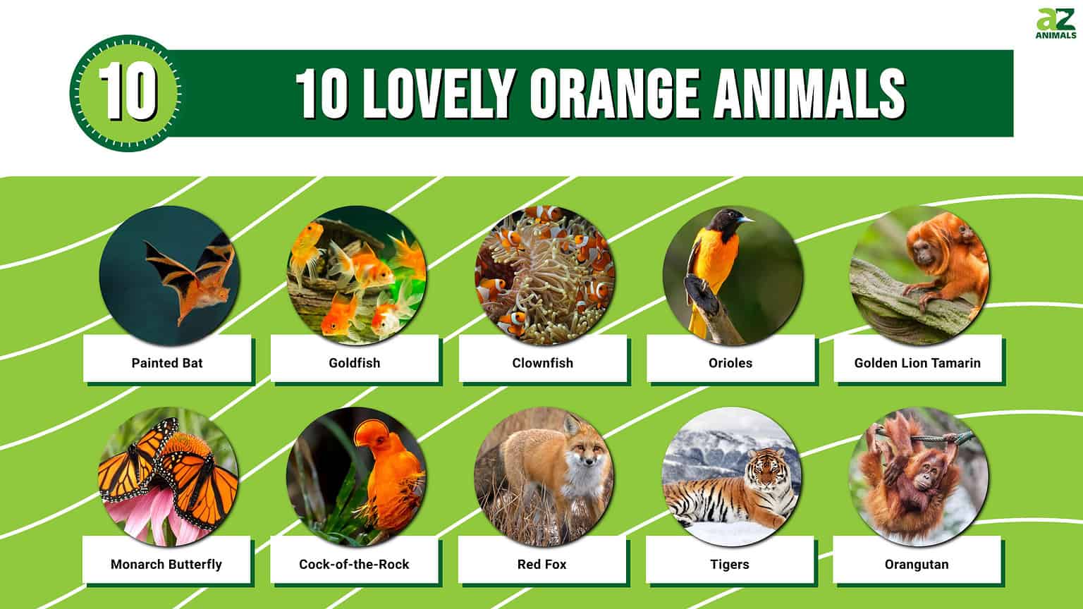 10 Lovely Orange Animals - A-Z Animals