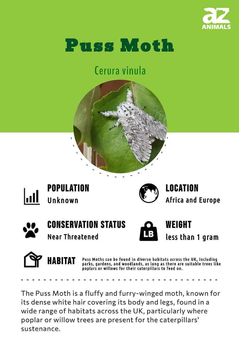 Puss Moth Insect Facts - Cerura vinula - A-Z Animals