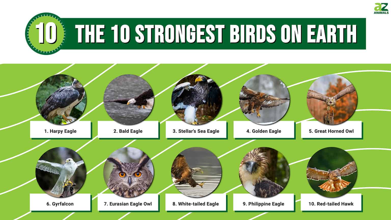 The 10 Strongest Birds on Earth and How Much They Can Lift - A-Z Animals