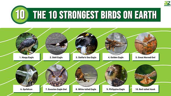 The 10 Strongest Birds on Earth and How Much They Can Lift - A-Z Animals