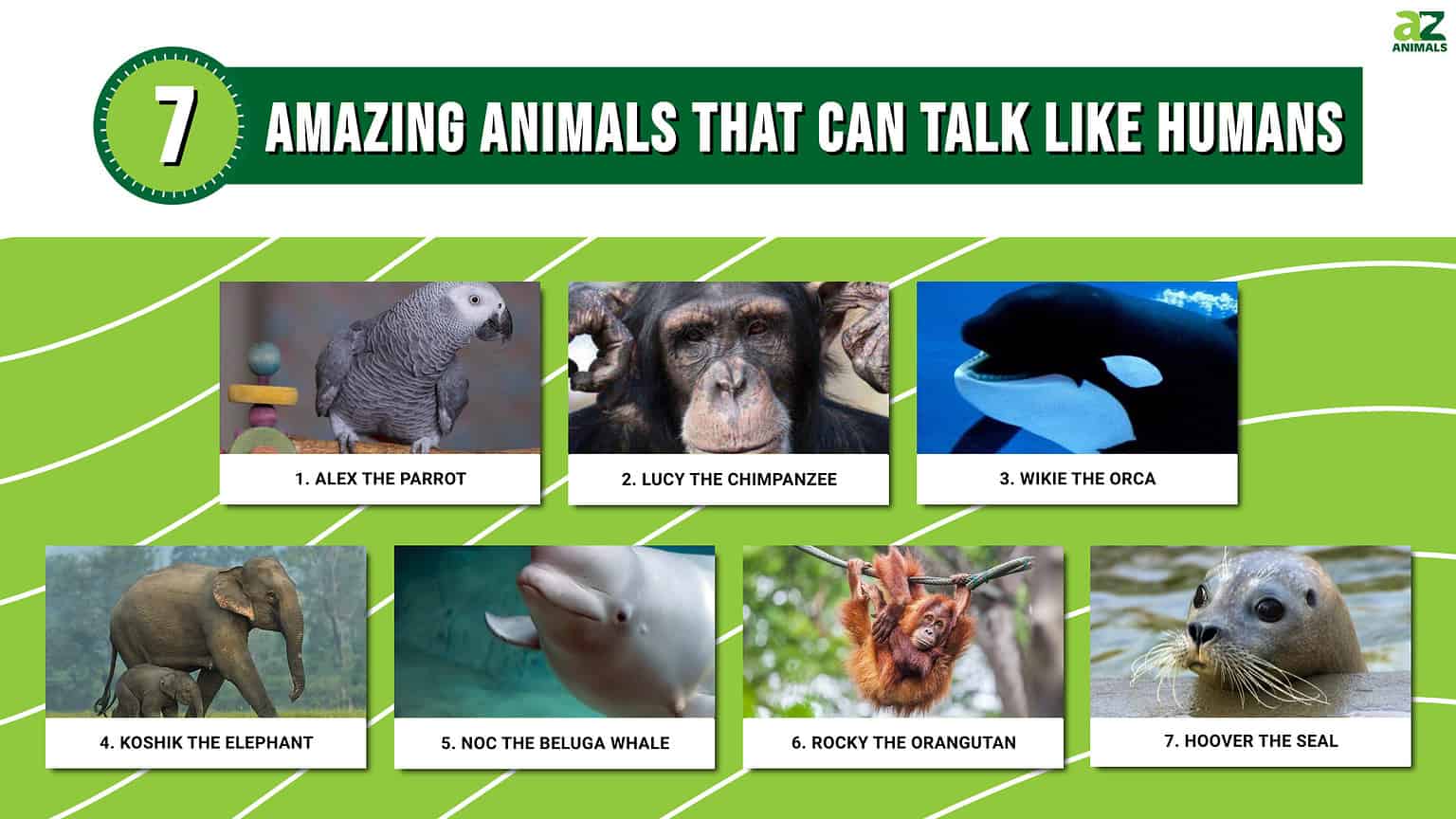 Discover 7 Amazing Animals That Can Talk Like Humans - A-Z Animals