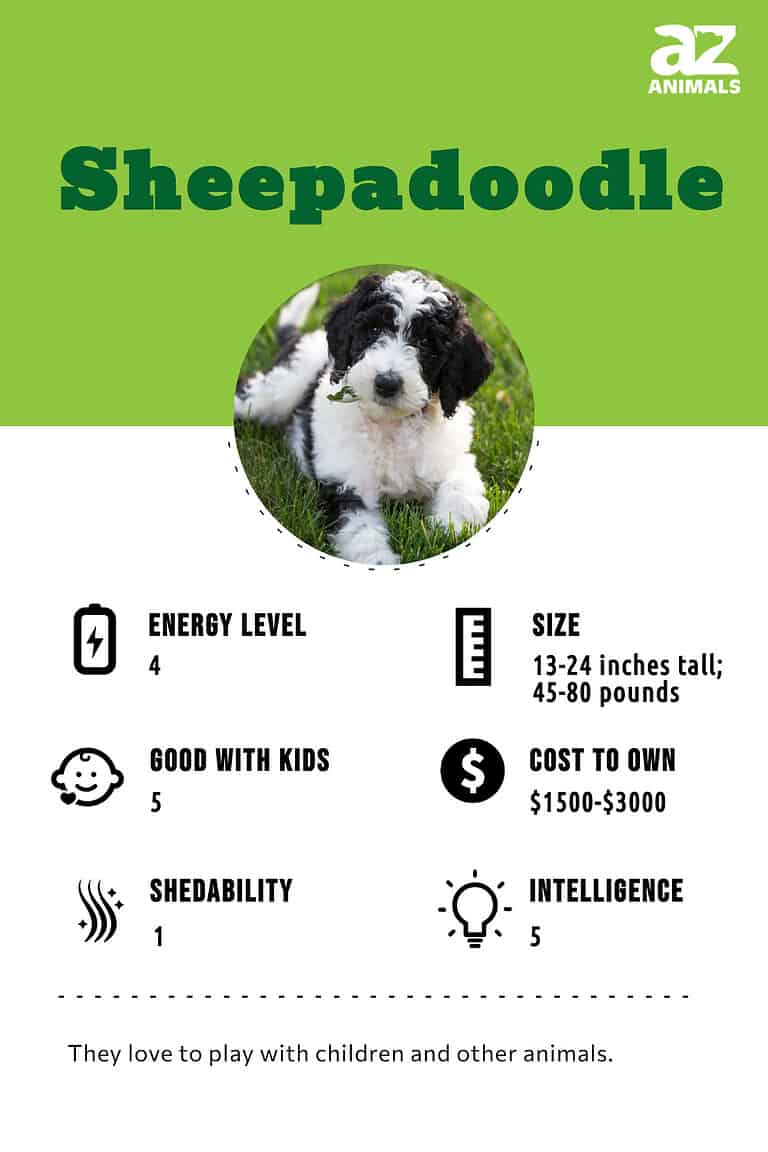Sheepadoodle Dog Breed Complete Guide - A-Z Animals