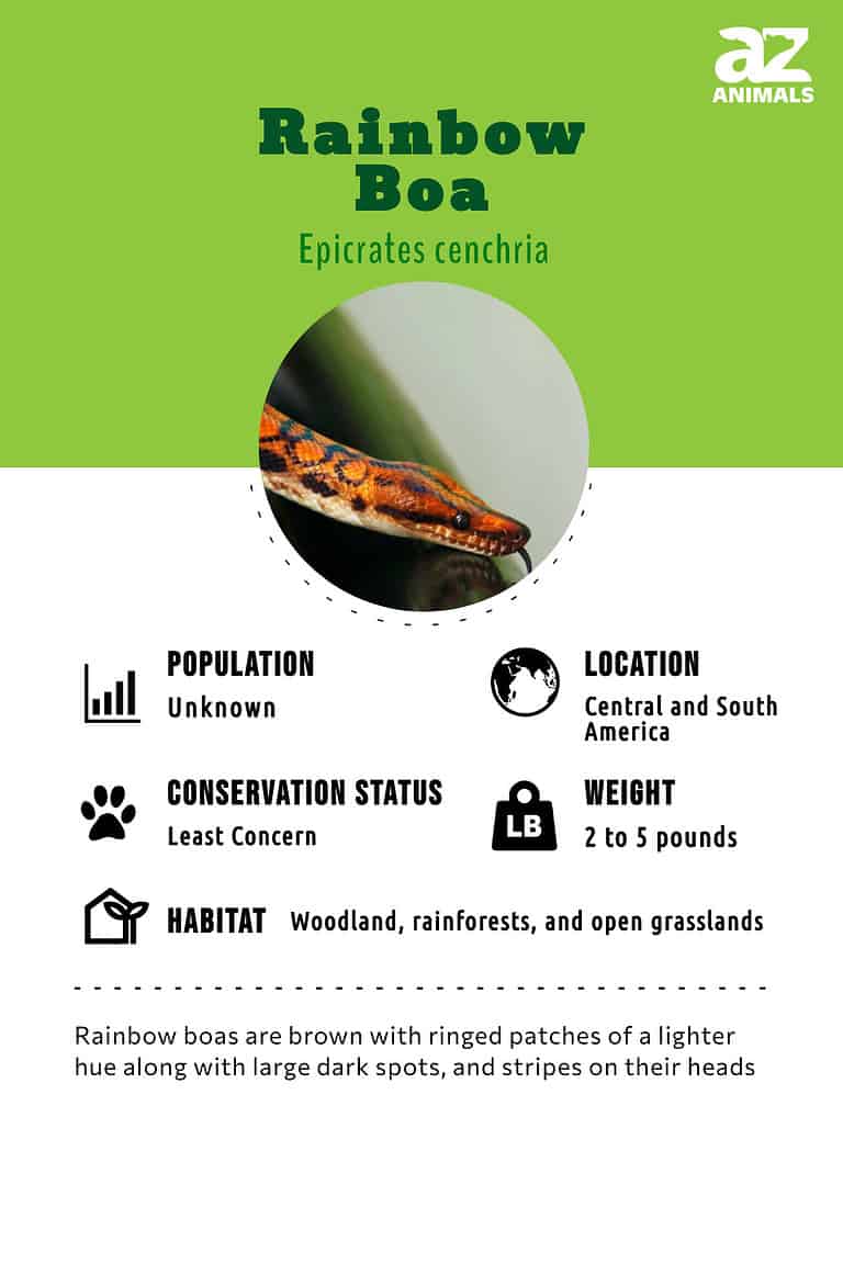 Rainbow Boa Animal Facts - Epicrates cenchria - A-Z Animals