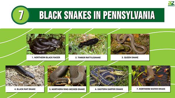 7 Black Snakes In Pennsylvania - A-Z Animals