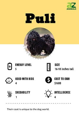 Puli Animal Facts - Canis lupus familiaris - A-Z Animals