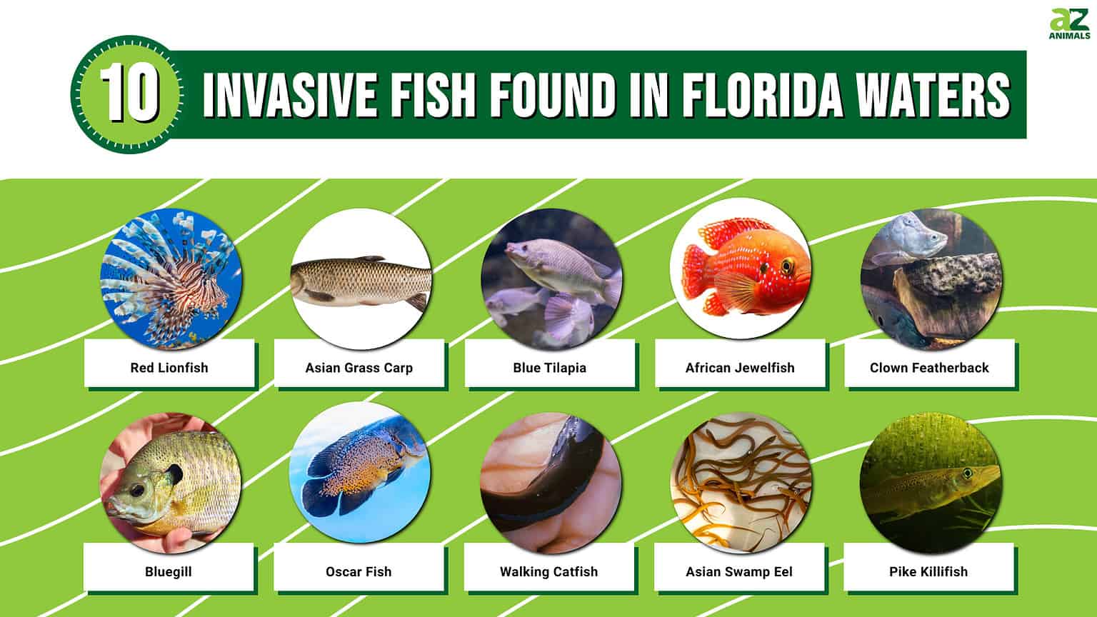 Discover 10 Invasive Fish Found in Florida Waters