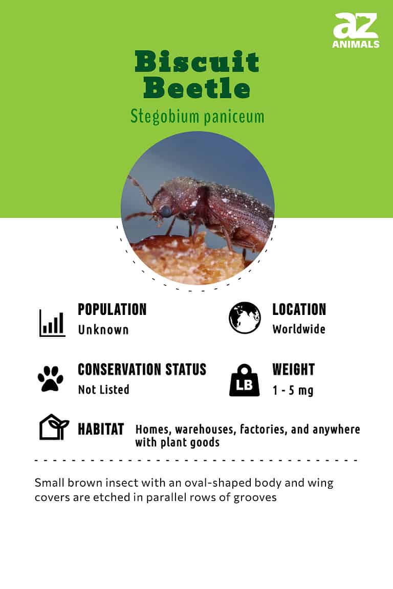 Biscuit Beetle Insect Facts - Stegobium paniceum - A-Z Animals