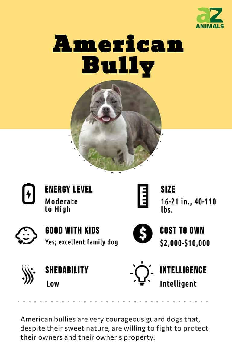 American Bully Dog Breed Complete Guide - A-Z Animals