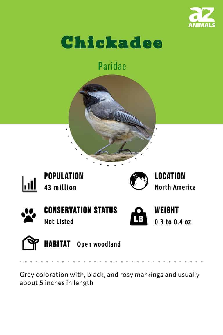 Chickadee Bird Facts - A-Z Animals