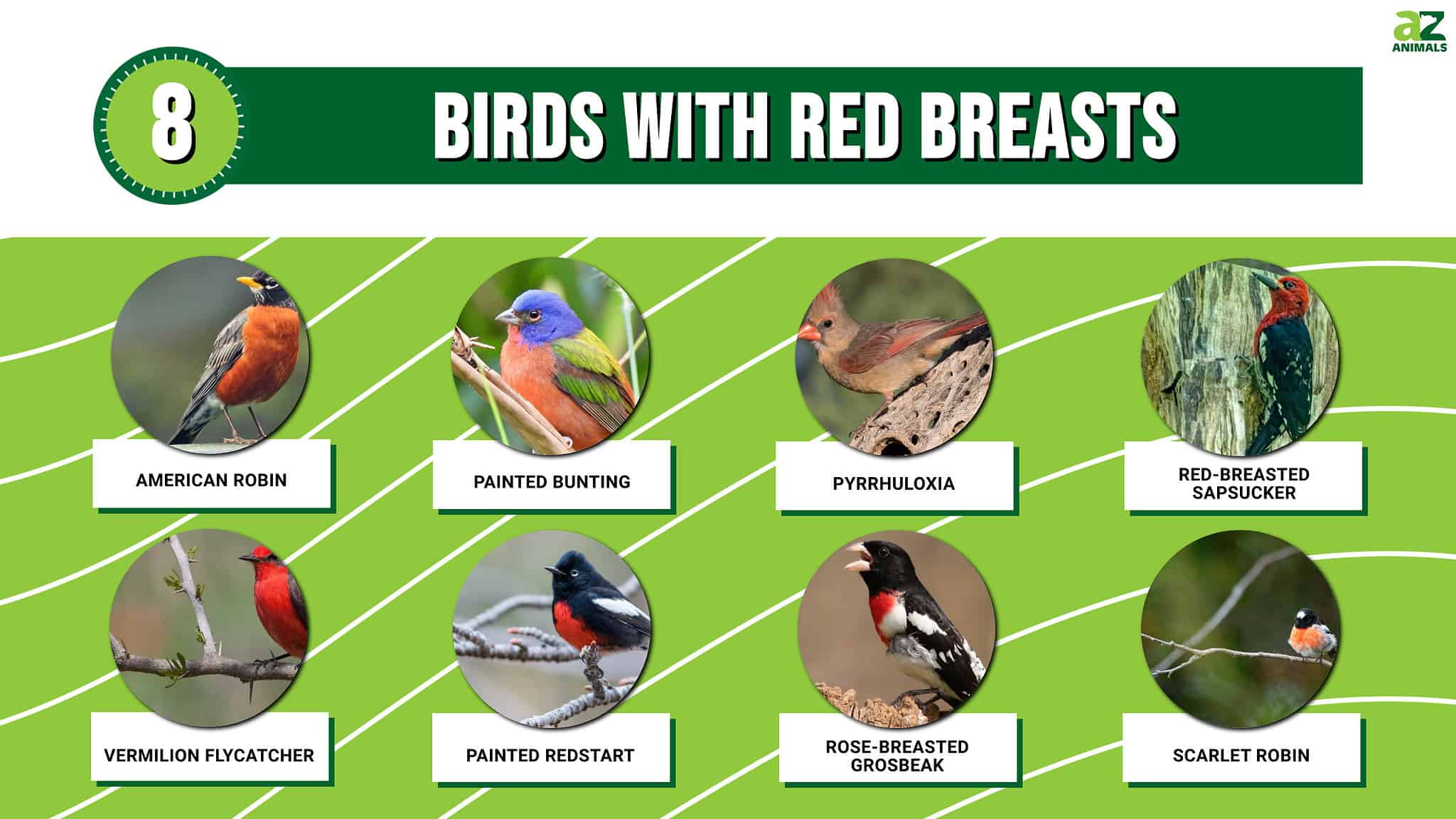 8 Birds With Red Breasts - A-Z Animals
