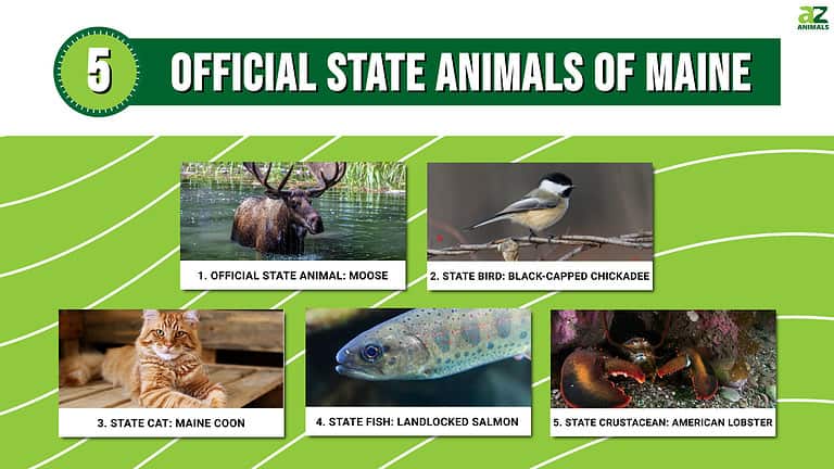 Discover the 5 Official State Animals of Maine - A-Z Animals