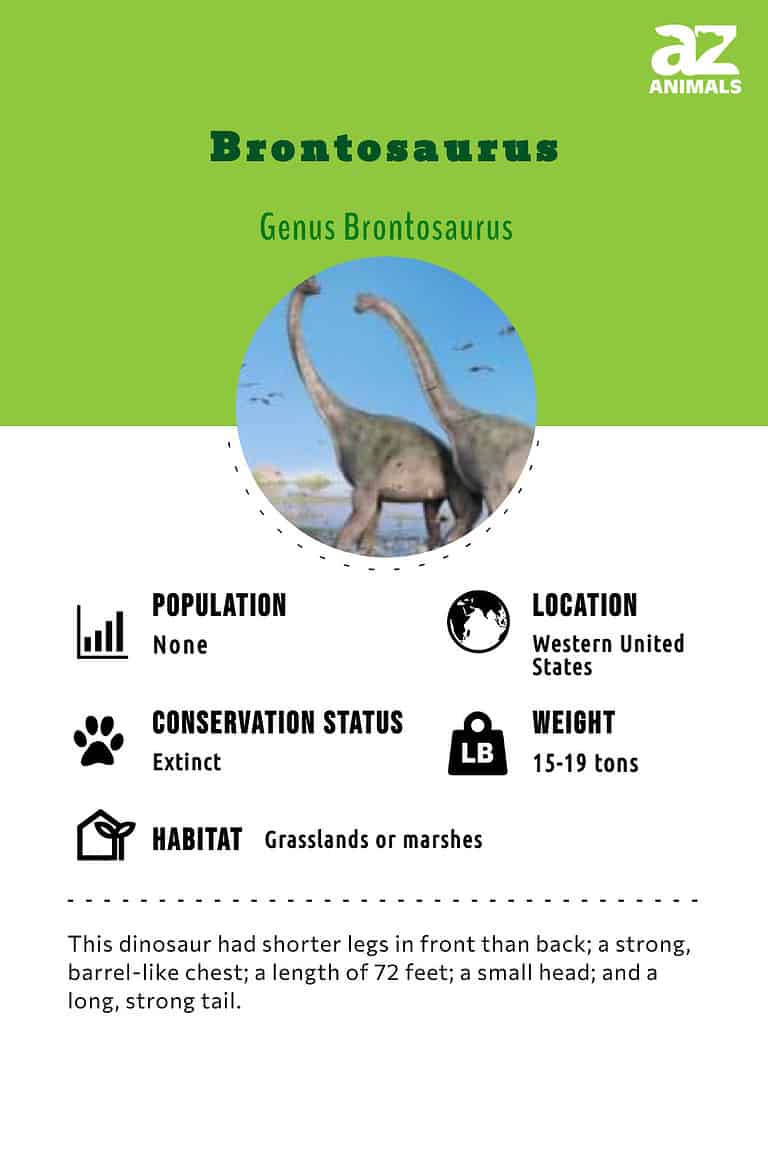 Brontosaurus Animal Facts - Brontosaurus excelsus, Brontosaurus parvis ...