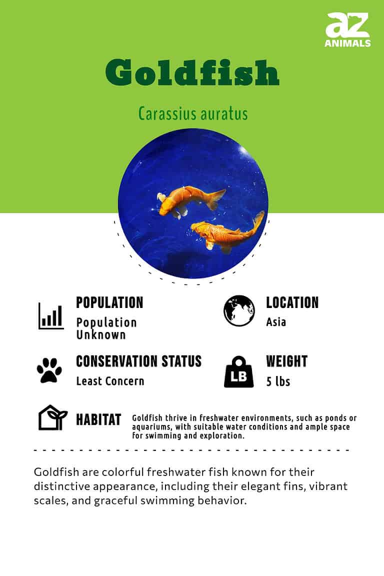 Goldfish Animal Facts - Carassius auratus - A-Z Animals