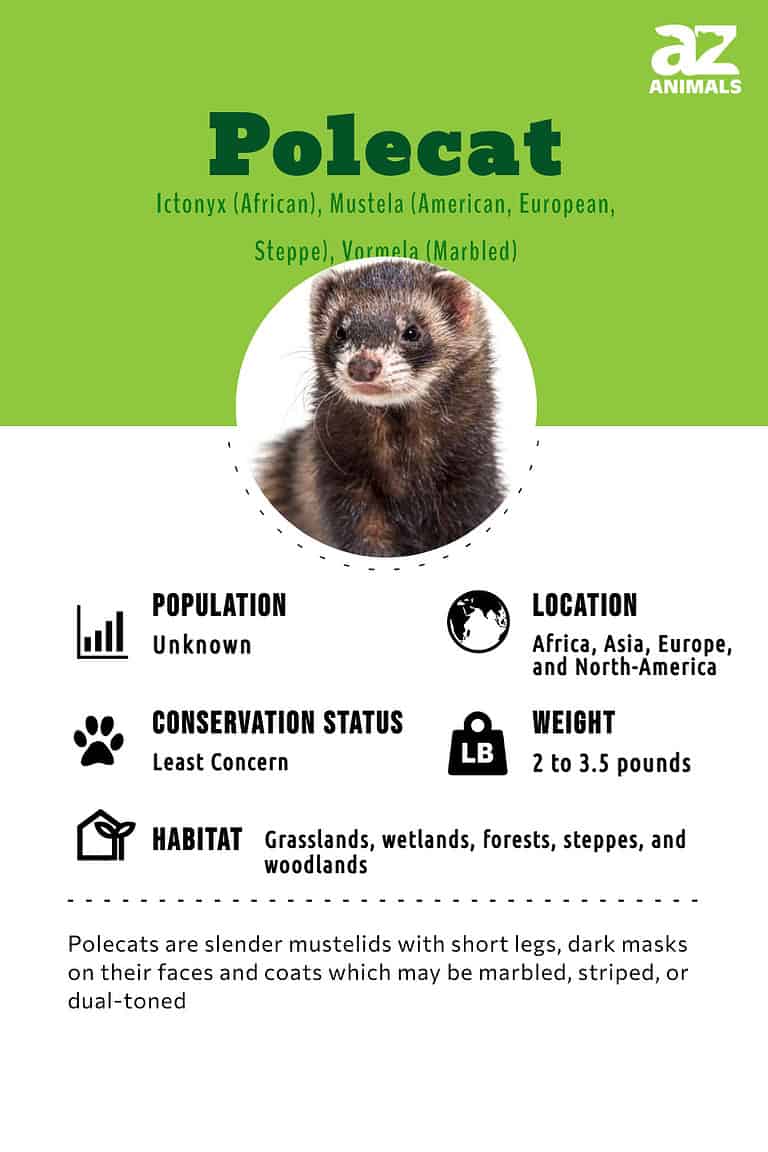 Polecat Animal Facts - Mustela putorius - A-Z Animals