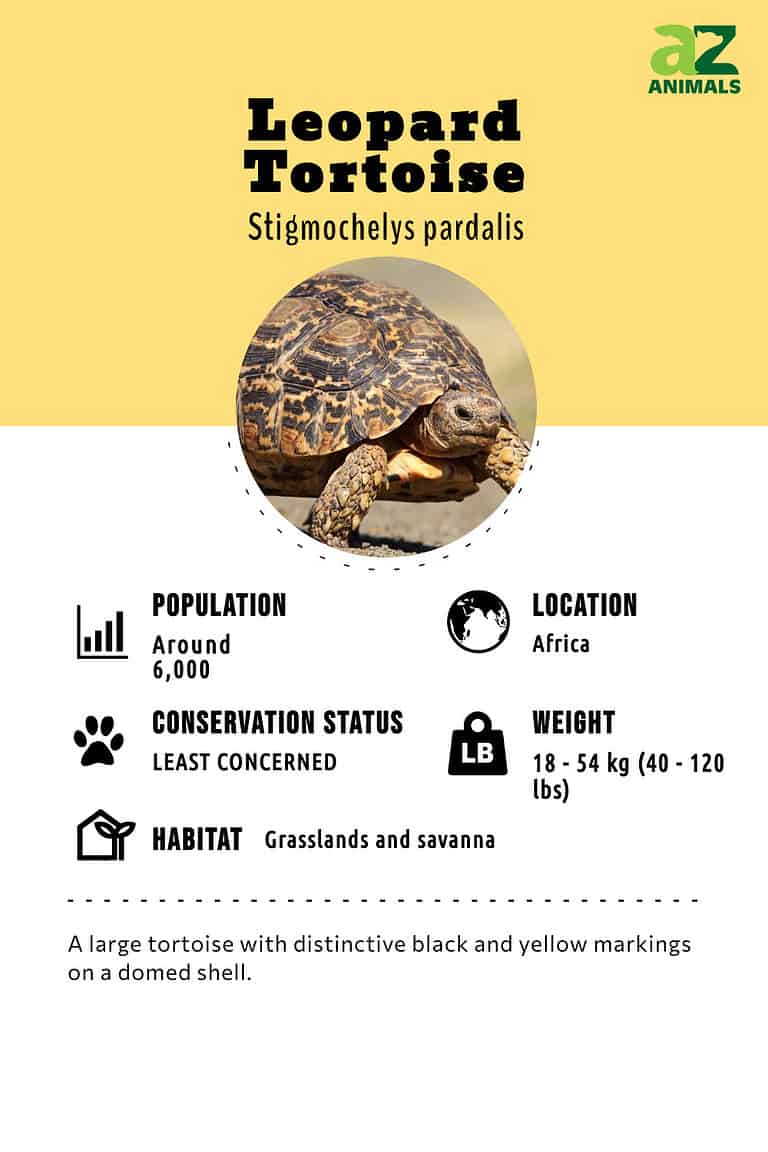 Leopard Tortoise Animal Facts - Stigmochelys pardalis - A-Z Animals