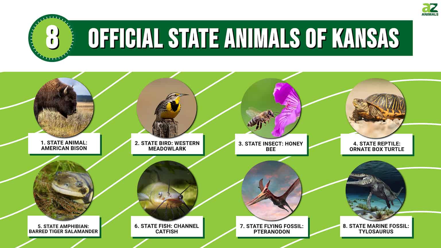 Discover the 8 Official State Animals of Kansas - A-Z Animals